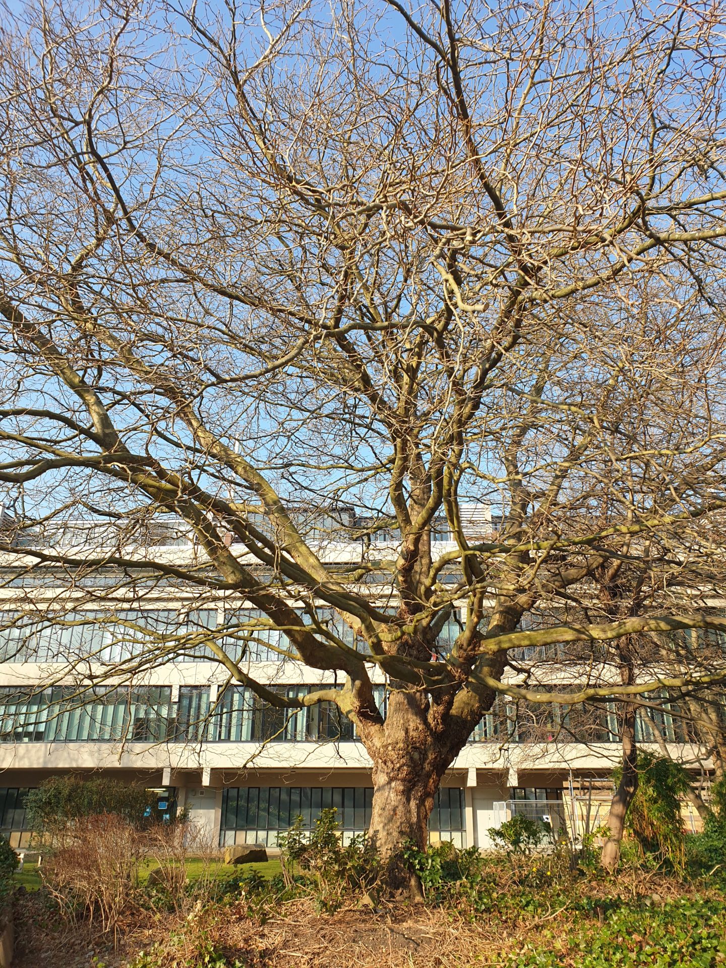 Winter Campus Tree Trail | Leeds Ecosystem, Atmosphere & Forest (LEAF ...