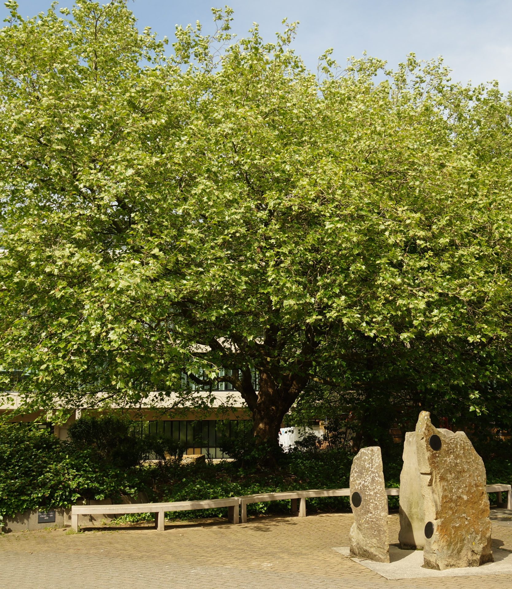 Campus Tree Trail | Leeds Ecosystem, Atmosphere & Forest (LEAF) Centre